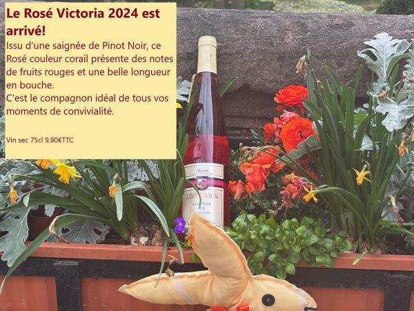 Le Rosé Victoria 2024 est arrivé! - Maison LEON BAUR